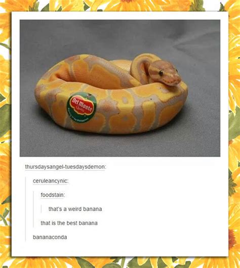 Whats With Your Ball Python Obsession