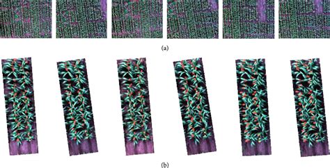 Detecting Sorghum Plant And Head Features From Multispectral Uav