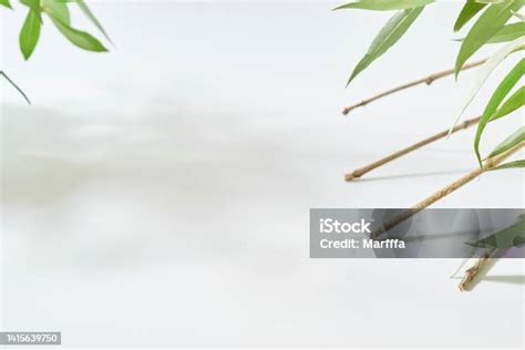 가지와 녹색 잎이있는 자연스러운 흰색 배경 작품을 표시하기위한 모의 매장 상품진열에 대한 스톡 사진 및 기타 이미지 매장 상품진열 생활필수품 0명 Istock