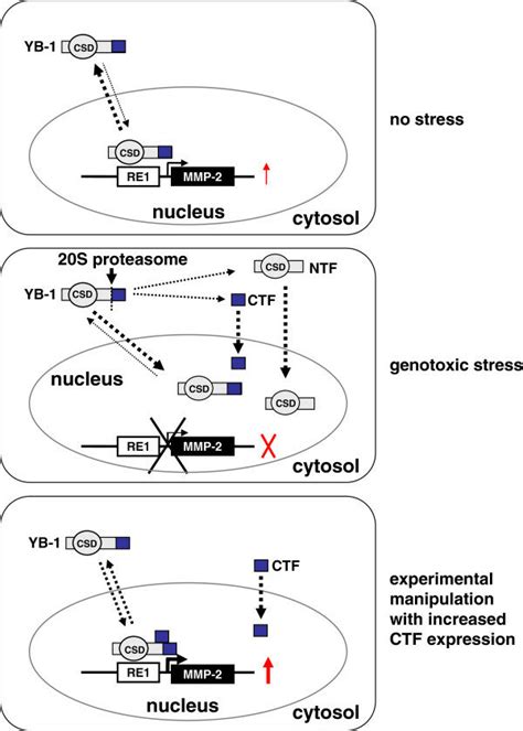 Model Of The Functional Activities For The C Terminal Fragment Ctf Of Download Scientific