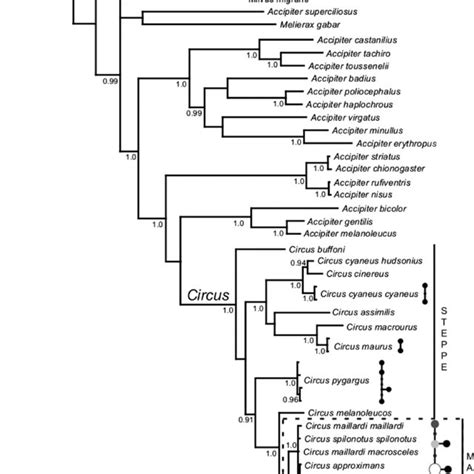 a 50 majority rule consensus tree from the bayesian analysis of the