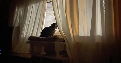 My Indoor Cat Has Disappeared Its Been A Week Im Afraid Ive Looked Everywhere In The