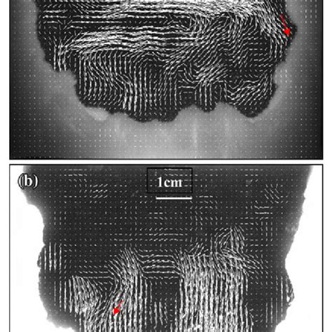 Equiaxed Crystal Velocity Field Near The Left Solidification Front At T Download Scientific
