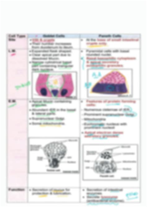 SOLUTION Histo By Dr Elbadawy Git Explanation With Pictures Faculty Of