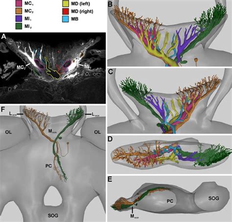 Three Dimensional Reconstructions Of L Neurons In The Dragonfly Median Download Scientific