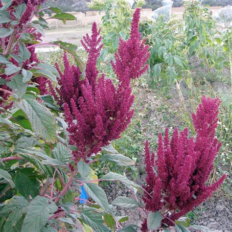 Seeds Amaranth Native Seeds Search