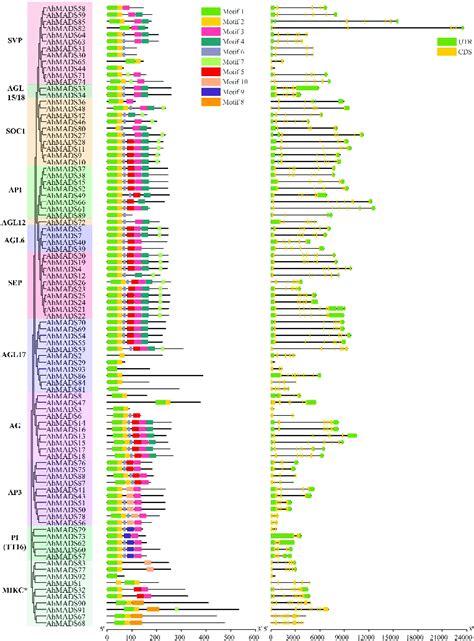 Phylogenetic Relationship Conserved Motifs And Exon−intron Structure Download Scientific