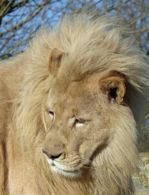 White Lion Male Stock Image Image Of Mammal Kent 42907683
