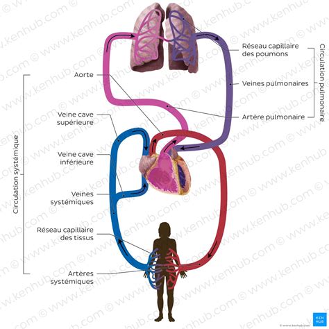 Système Cardiovasculaire Structure Fonction Parties Kenhub