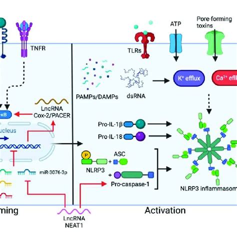 Two Step Activation Of Nlrp3 Inflammasome And The Main Regulatory
