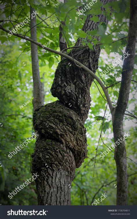 3 416 Tree Burls Images Stock Photos Vectors Shutterstock