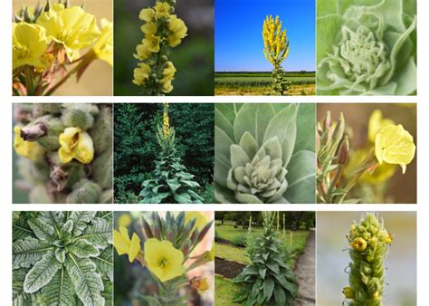 Mullein Waters Edge Wellness