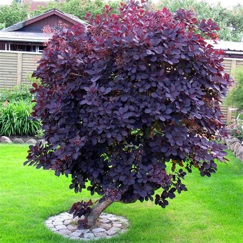 Cotinus Coggygria Royal Purple Smoke Bush Deciduous Shrub Hardy Smoke Bush Smoke Tree Purple