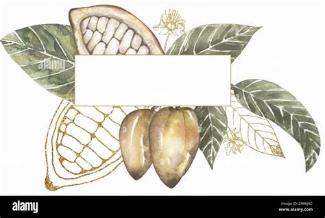 Watercolor Hand Drawn Vintage Style Cacao Branch And Golden Liner Frame Illustration Floral