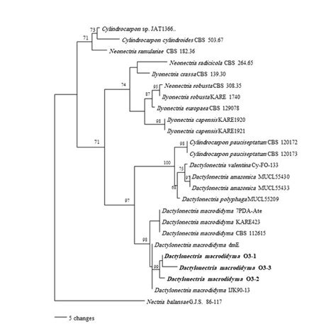 Parsimony Tree Based On Aligned Sequences Of Its Region Bootstrap