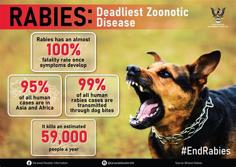 Two New Cases Of Rabies Reported Sarawak Tribune
