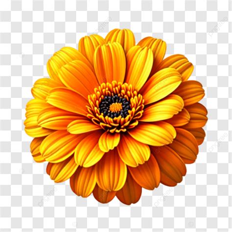 흰색 바탕에 벡터 금잔화 꽃 아이콘 금잔화 꽃 벡터 금잔화 꽃 흰색 바탕에 금잔화 꽃 아이콘 Png 일러스트 및 이미지 에 대한 무료 다운로드 Pngtree