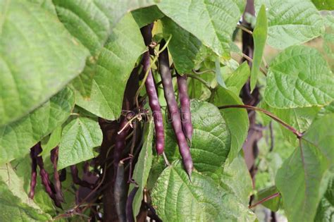 Red Beans In The Garden Bean Plants And Tiny Fruits Stock Image Image Of Sweet Botanical