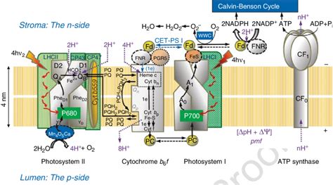 Thylakoid Membrane Photosynthesis