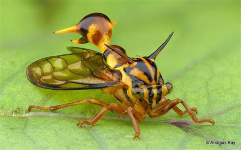 Treehopper Helmets Depend On Wing Genes To Grow And Can Resemble