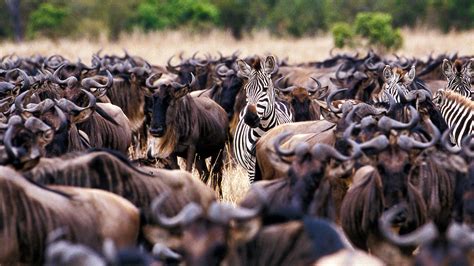 Wildebeest Migration Africa