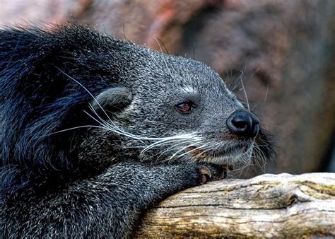 Binturong Resting On Log Animal Photography By Matthew Knight