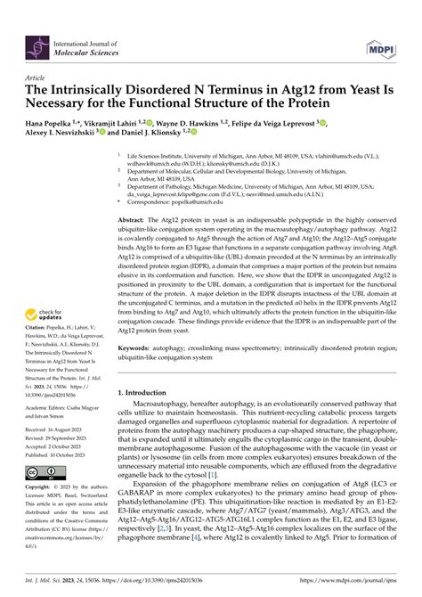 Pdf The Intrinsically Disordered N Terminus In Atg12 From Yeast Is Necessary For The