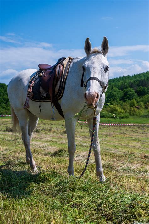 Nz6ii 08 Author Dimitar Georgiev Mitko Arch Photo Forum