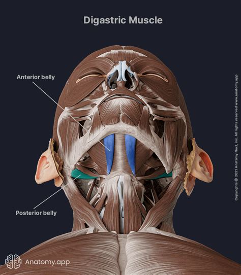 Anterior Belly Of Digastric Encyclopedia Anatomyapp Learn