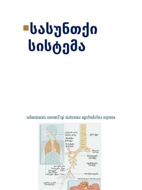 სასუნთქი სისტემა და კანი Pdf