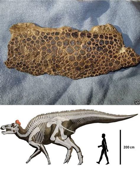A Real Fossilized Dinosaur Skin It Belongs To A Dinosaur Called
