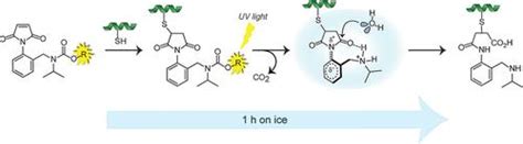 轻触发的硫代马来酰亚胺环水解稳定快速地合成巯基 Angewandte Chemie International Edition X Mol