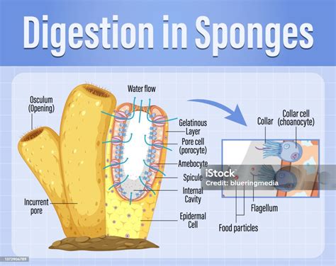 Diagram Showing Digestion In Sponges Stock Illustration Download
