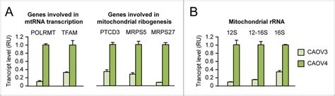 Evidence That Myc Overexpression In Ovarian Cancer Cells Is Associated Download Scientific