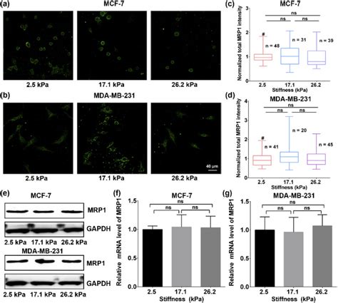 Correction In Situ Monitoring Of Functional Activity Of Extracellular Matrix Stiffness