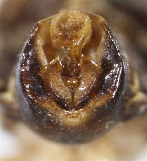 Genus Euides Fieber 1866 Planthoppers Of North America