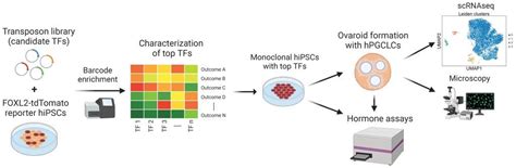 Fully Human Ovarian Organoid That Supports Egg Cell Maturation Created By Laboratory Researchers