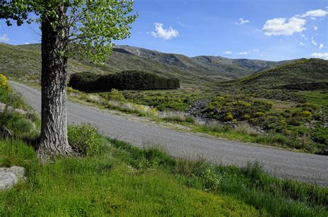 무료 이미지 경치 나무 숲 잔디 황야 꼬리 목초지 언덕 호수 골짜기 산맥 고지 산등성이 스페인 고원 파이 사제 뉴타레아 볼베어링 에어리어
