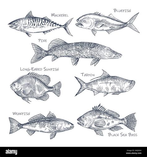 Ocean Fish Drawings