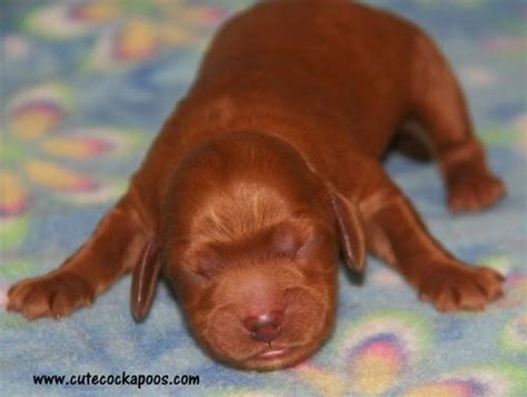 Cute Cockapoos Progression Of A Cockapoo Puppy Week By Week Photos