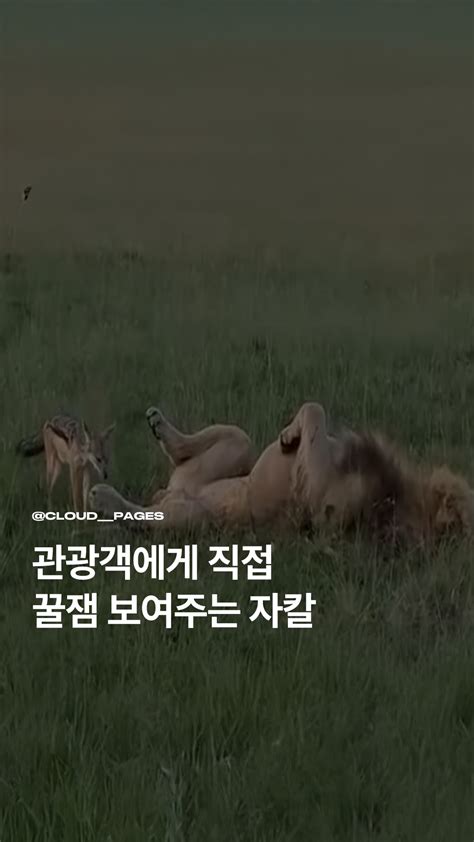 클라우드페이지 Cloudpage ㅣ 구름 같이 흘러가듯 편하게 힐링☁️ 🦁 사자 Vs 자칼 이 장난꾸러기 대담하다 못해 웃기다 아프리카 사바나에서 자칼이 누워