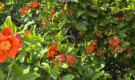 Японска вишна е уникално красиво декоративно дръвче