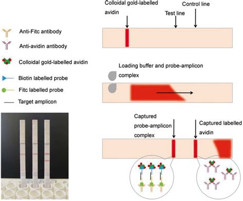 Battery Operated Preconcentration Assisted Lateral Flow Assay