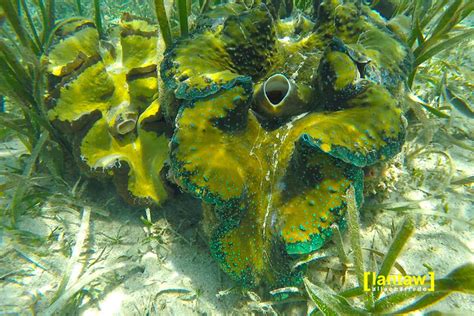 Lantaw Philippines Outdoor And Travel Photos Samal Snorkeling At