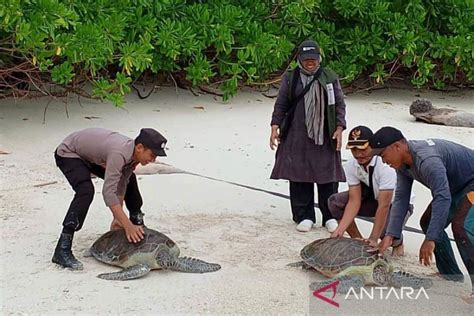 BKSDA lepas liar dua penyu hasil perburuan warga di Pulau Banyak ...