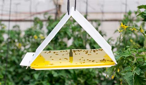 Controle De Pragas Armadilhas Para Pragas Agrícolas AgronegÓcio