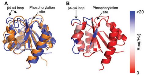 Dynamics Of Ntrc A Superimposition Of The Nmr Structures Of The