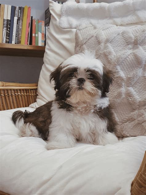Spike posing for the 📷 : r/Shihtzu