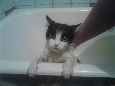 Мой кот .____. | Пикабу
