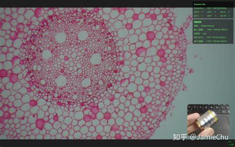 显微观察 植物幼根横切（单子叶） 知乎